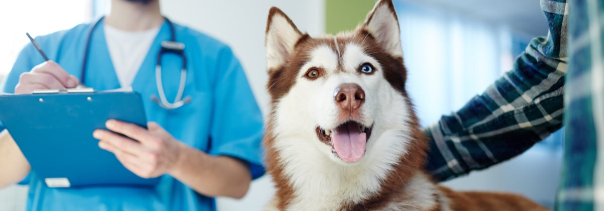 Southern Cross Pet Insurance wins a Canstar Most Satisfied Customers ...