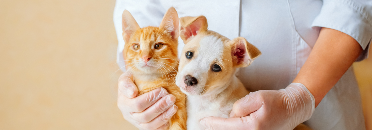 PD Insurance: New Zealand's Favourite Pet Insurer - Canstar