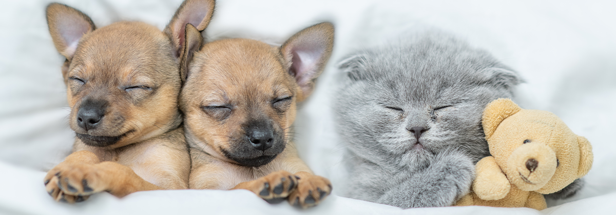 Best Pet Insurance: PD Insurance - Canstar