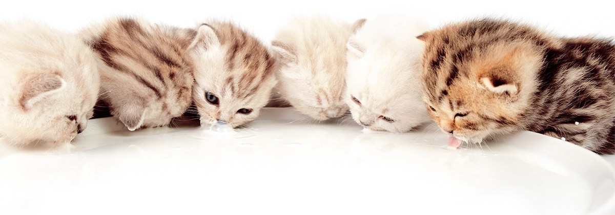 PD Insurance: Is Milk Bad for Cats? - Canstar