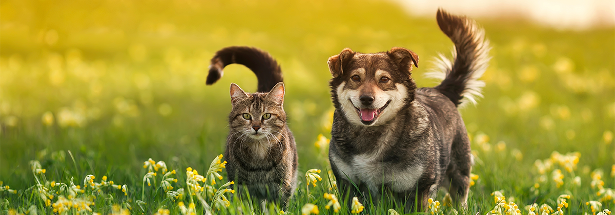 AA Pet Insurance: NZ's Favourite Pet Insurance Provider 2023 - Canstar