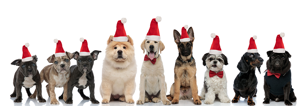 The Best Christmas Presents for Your Dog - Canstar