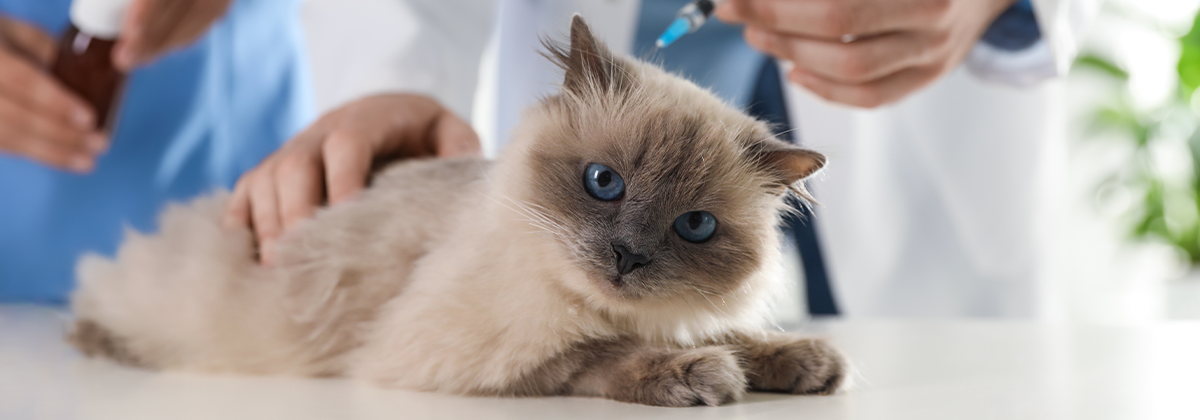 Diabetes in Dogs and Cats: What You Need to Know - Canstar